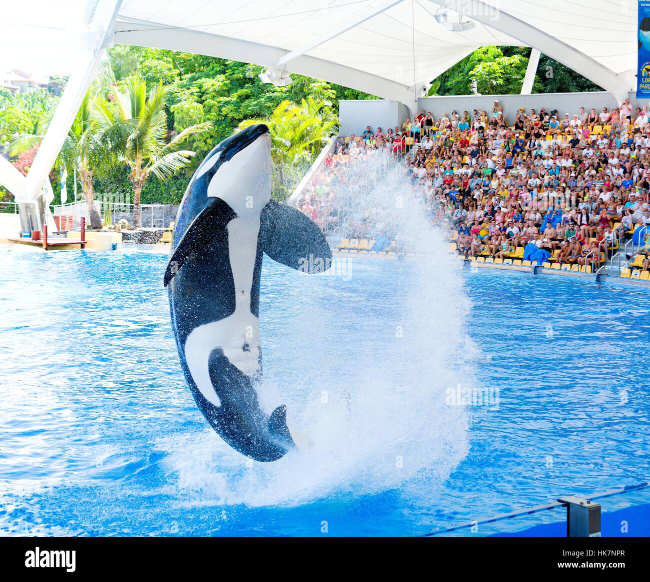 Tenerife Loro Parque Stockfotos und -bilder Kaufen - Alamy