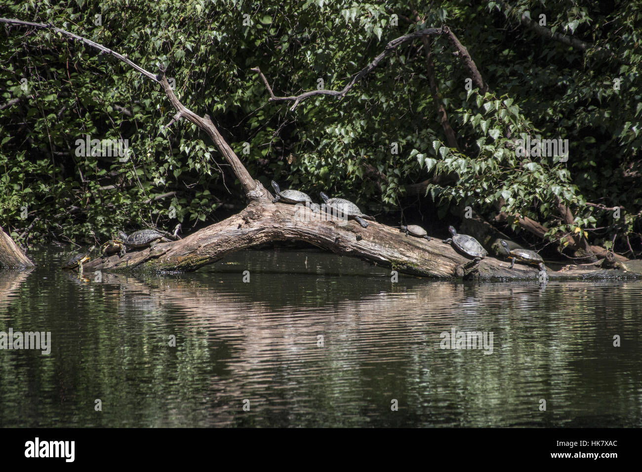 Red eared slider turtle -Fotos und -Bildmaterial in hoher Auflösung – Alamy
