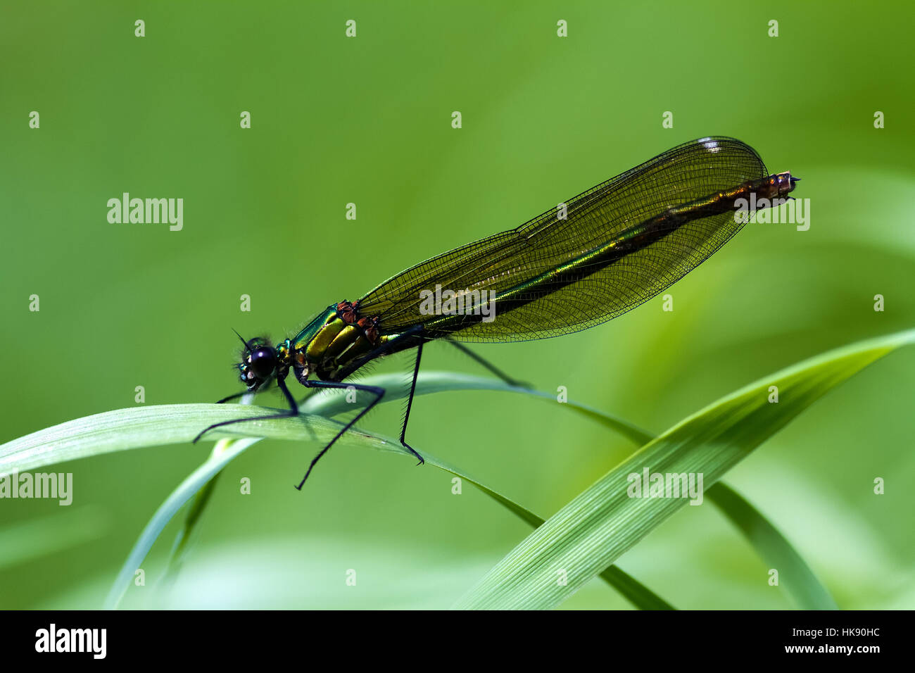 Insekt, Insekten, Tiere, Libelle, Gleichgewicht, Ohr, Augen, behaarte ...