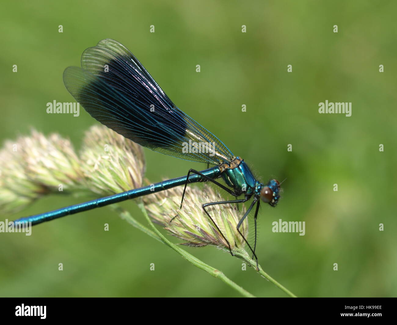 Insekt, Libelle, Insekt, Insekten, Libellen, Libellen, Wiese, Insecta ...