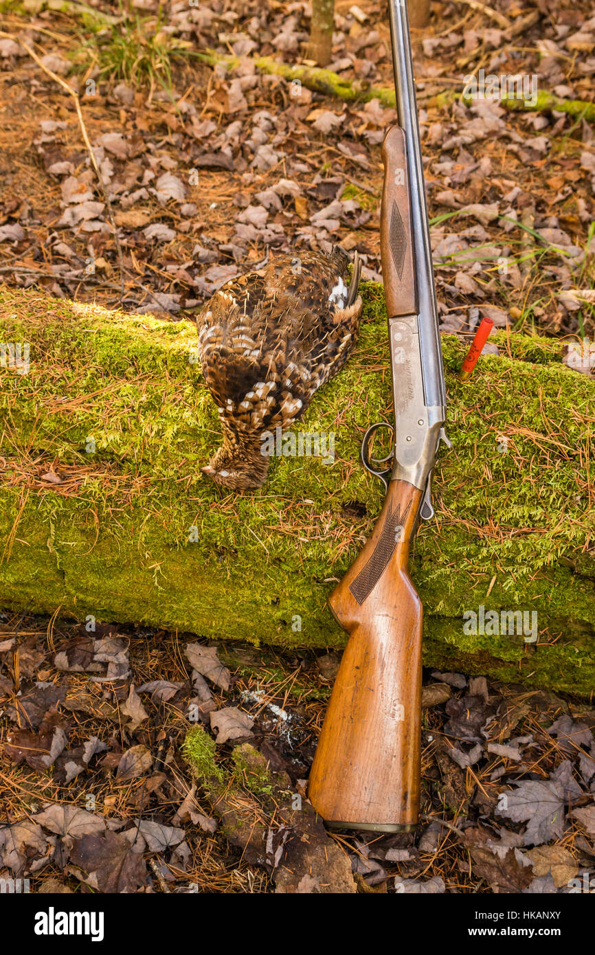 410 iver johnson schrotflinte -Fotos und -Bildmaterial in hoher ...