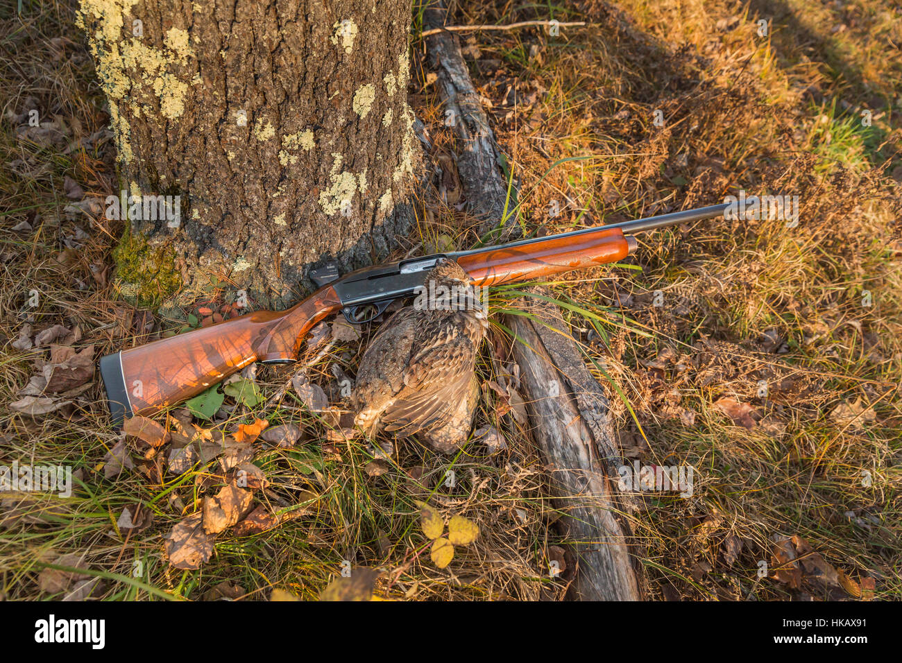 Remington Schrotflinte und Ruffed grouse Stockfotografie - Alamy