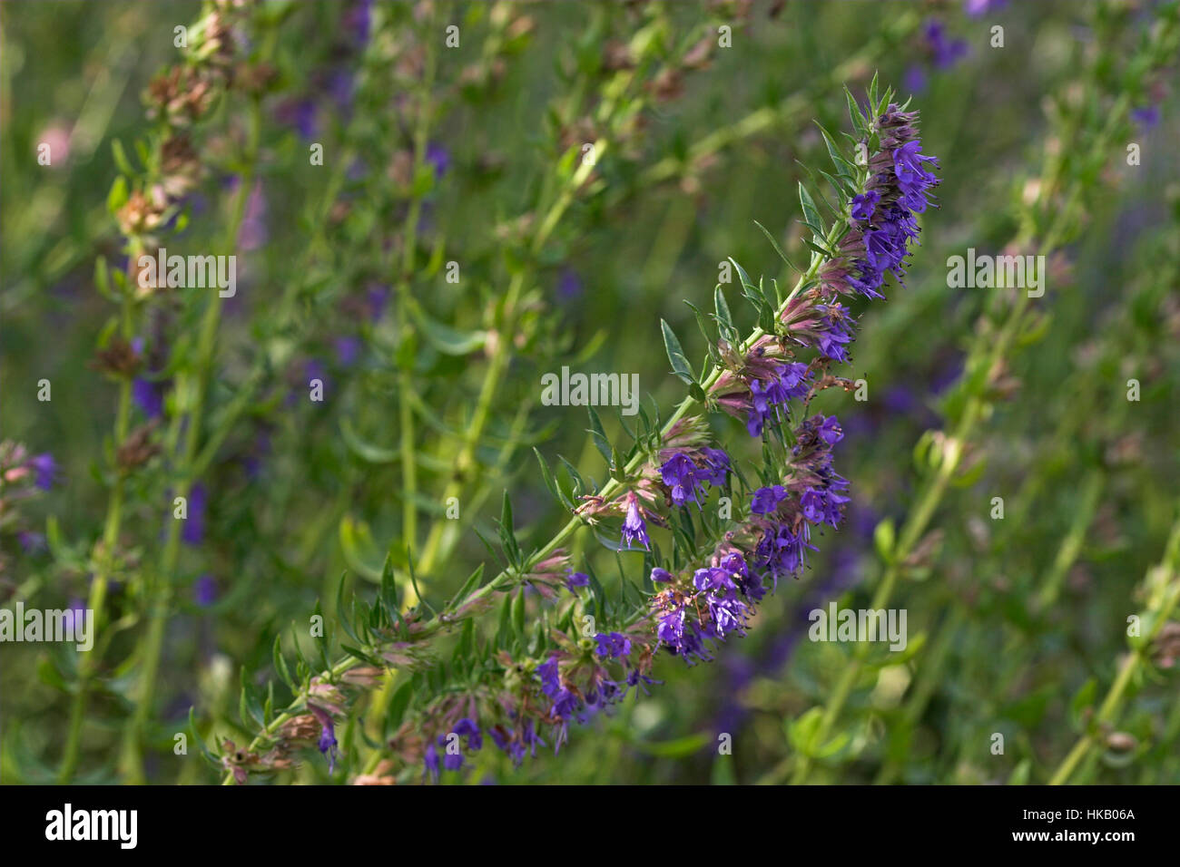 Ysop, Isop, Hyssopus Officinalis Officinalis, Ysop, Hyssope ...