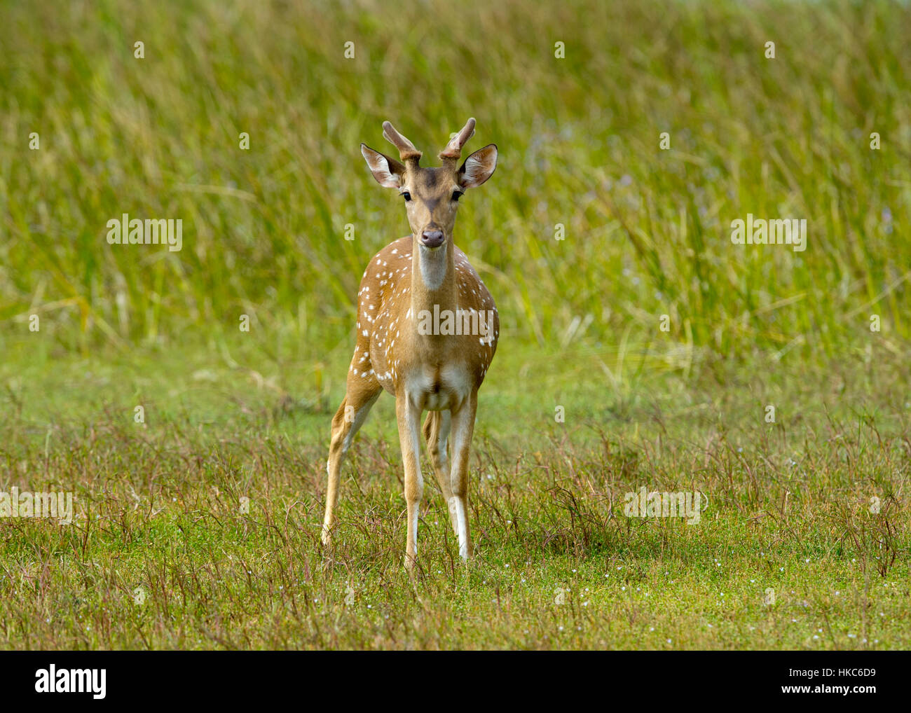 Baby chital -Fotos und -Bildmaterial in hoher Auflösung – Alamy