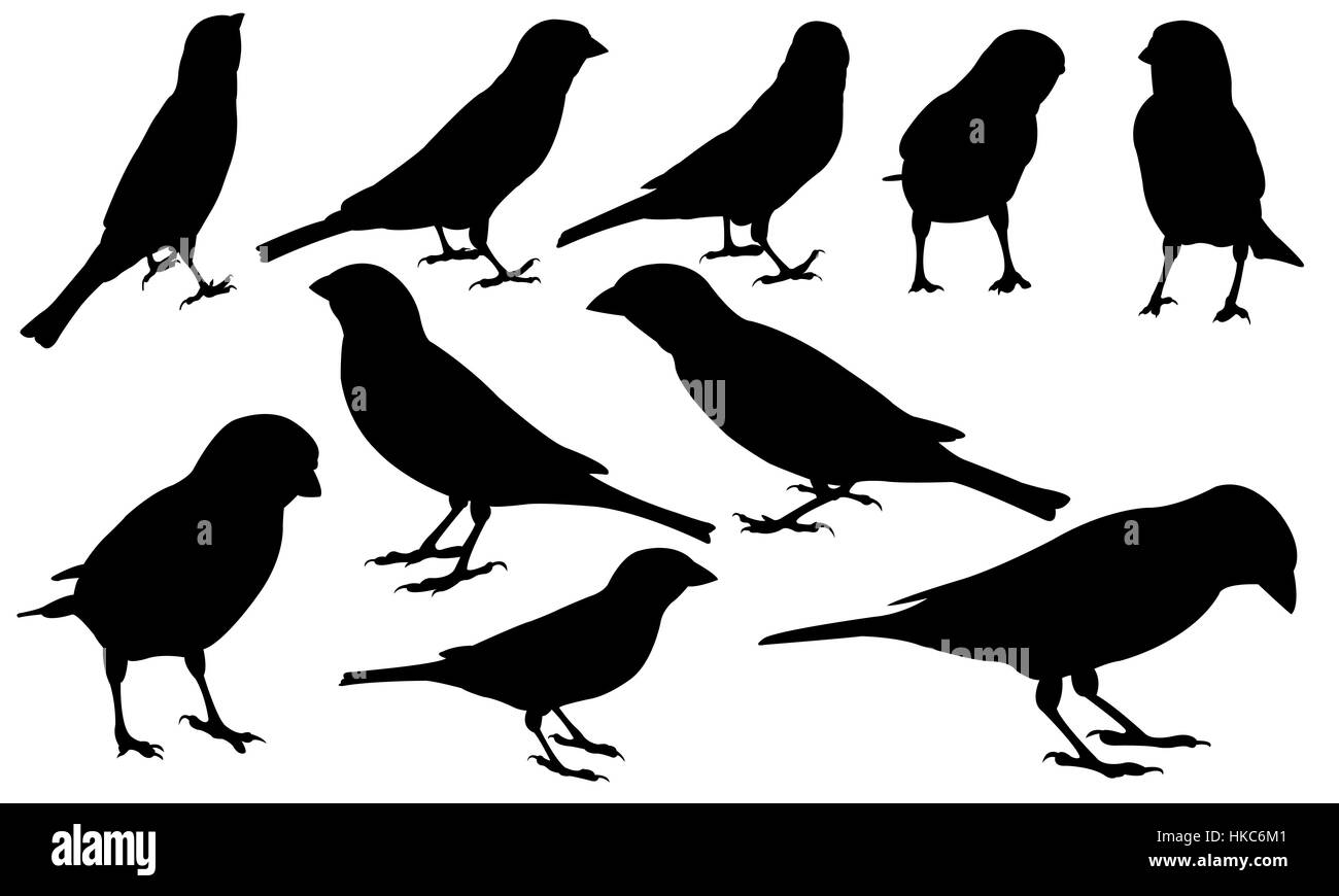 Spatz silhouette Ausgeschnittene Stockfotos und -bilder - Alamy