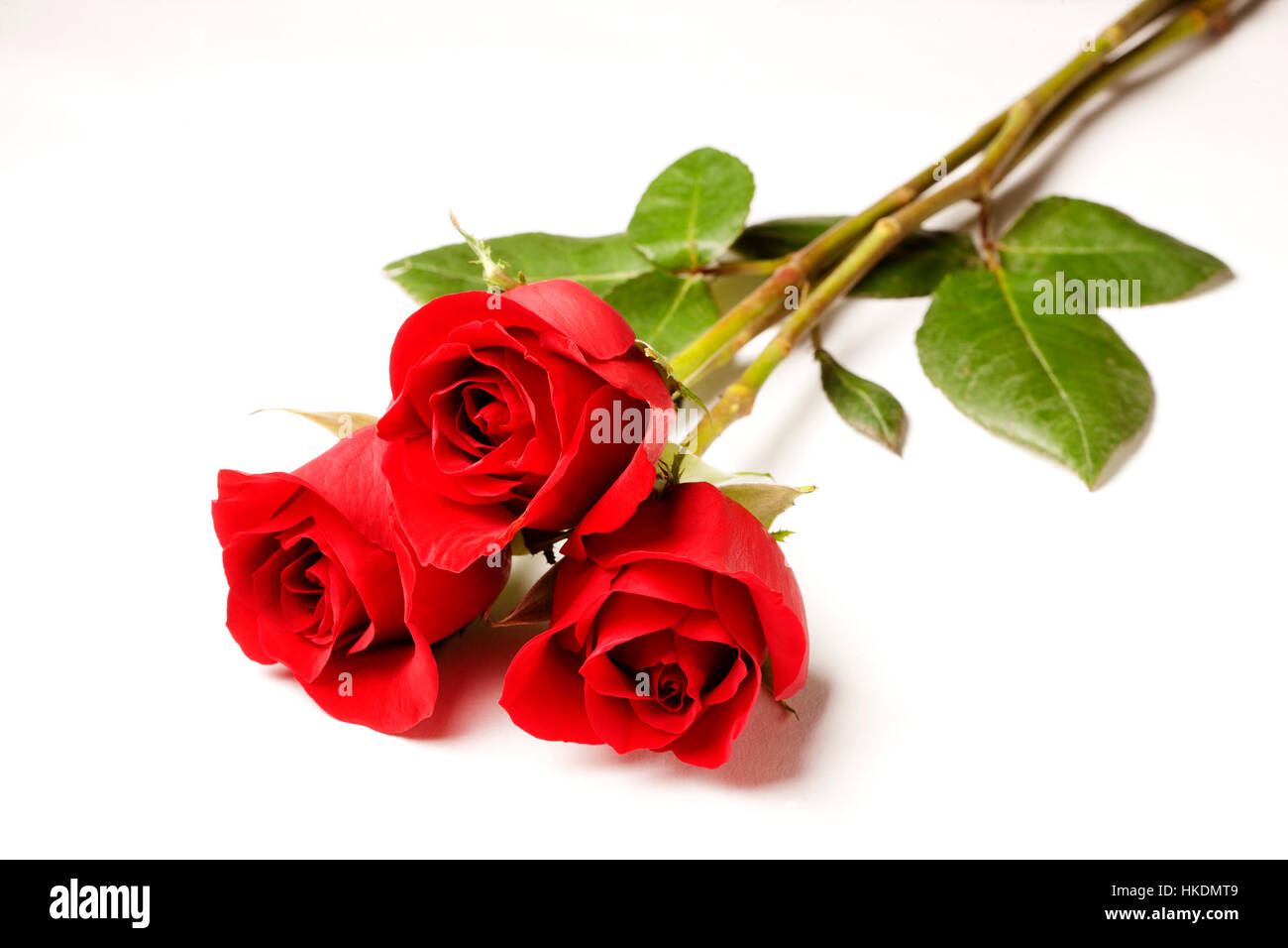 Lange Stiel Rote Rosen Fotos Und Bildmaterial In Hoher Auflösung Alamy