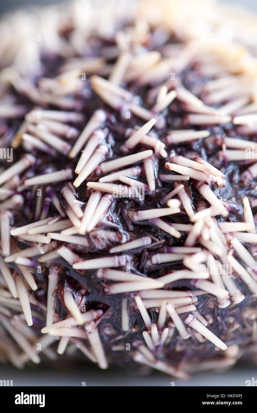 Igel meer -Fotos und -Bildmaterial in hoher Auflösung – Alamy