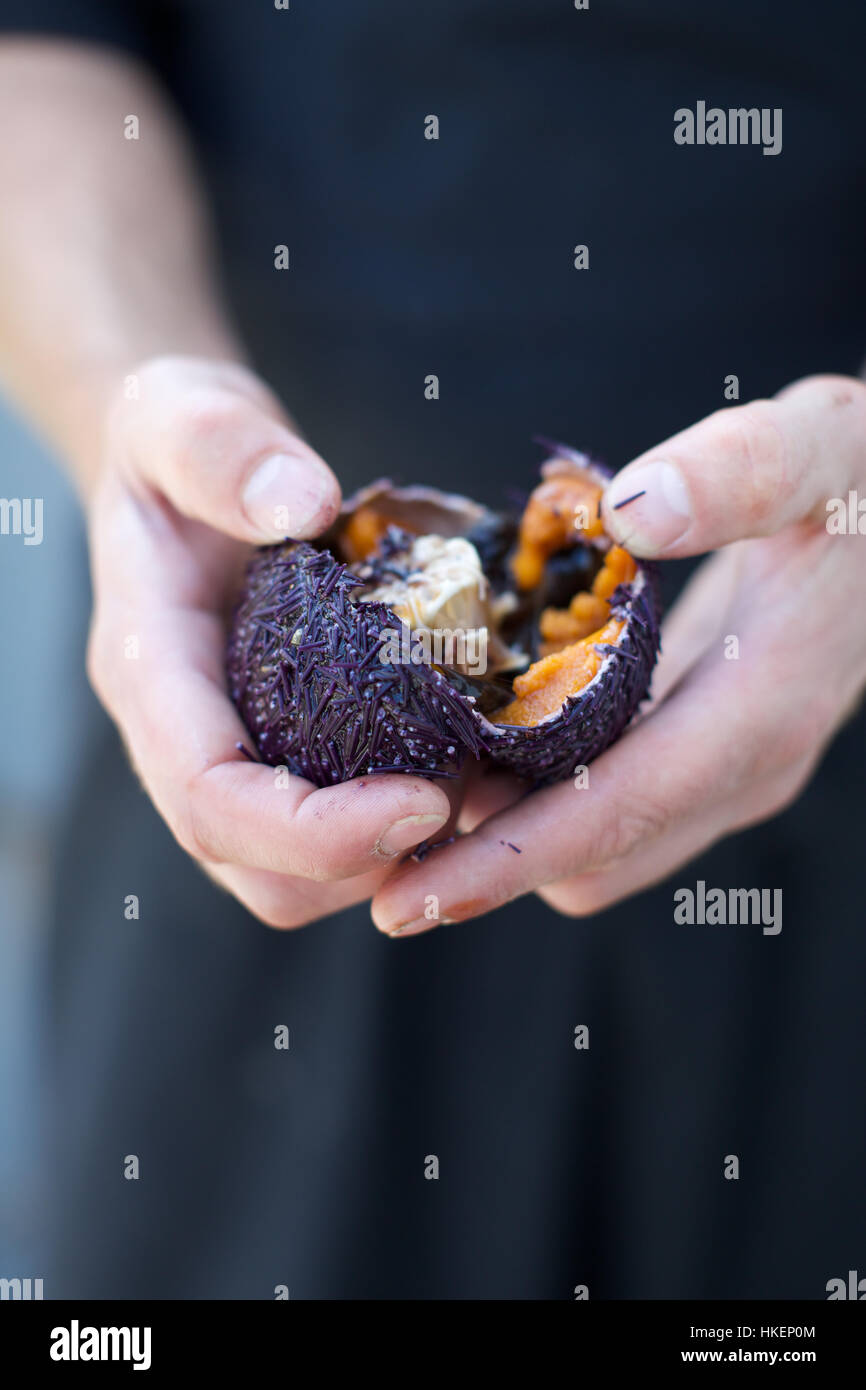 Igel Nahrung Stockfotos und -bilder Kaufen - Alamy