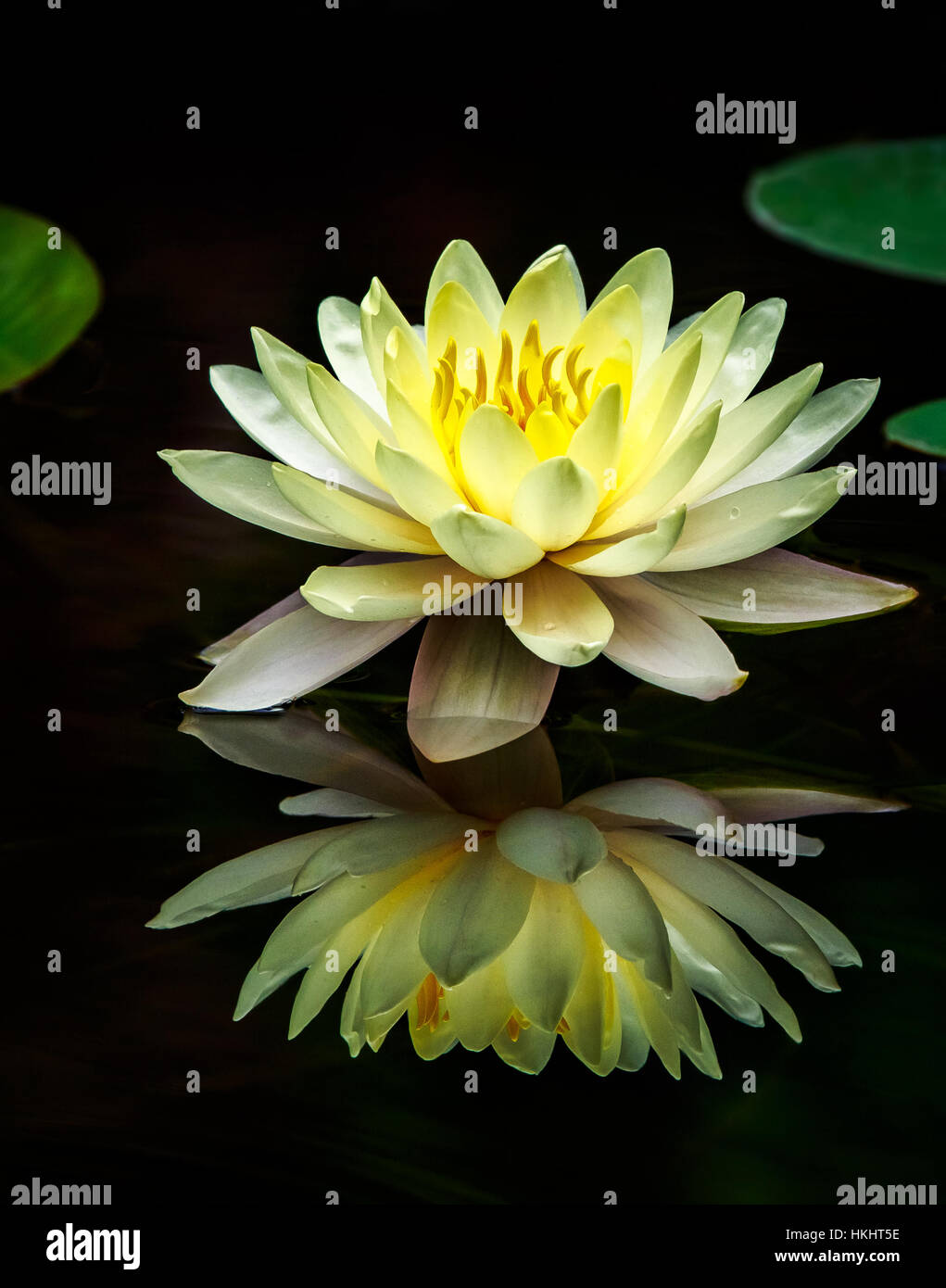 Weisser aegyptischer lotus -Fotos und -Bildmaterial in hoher Auflösung ...