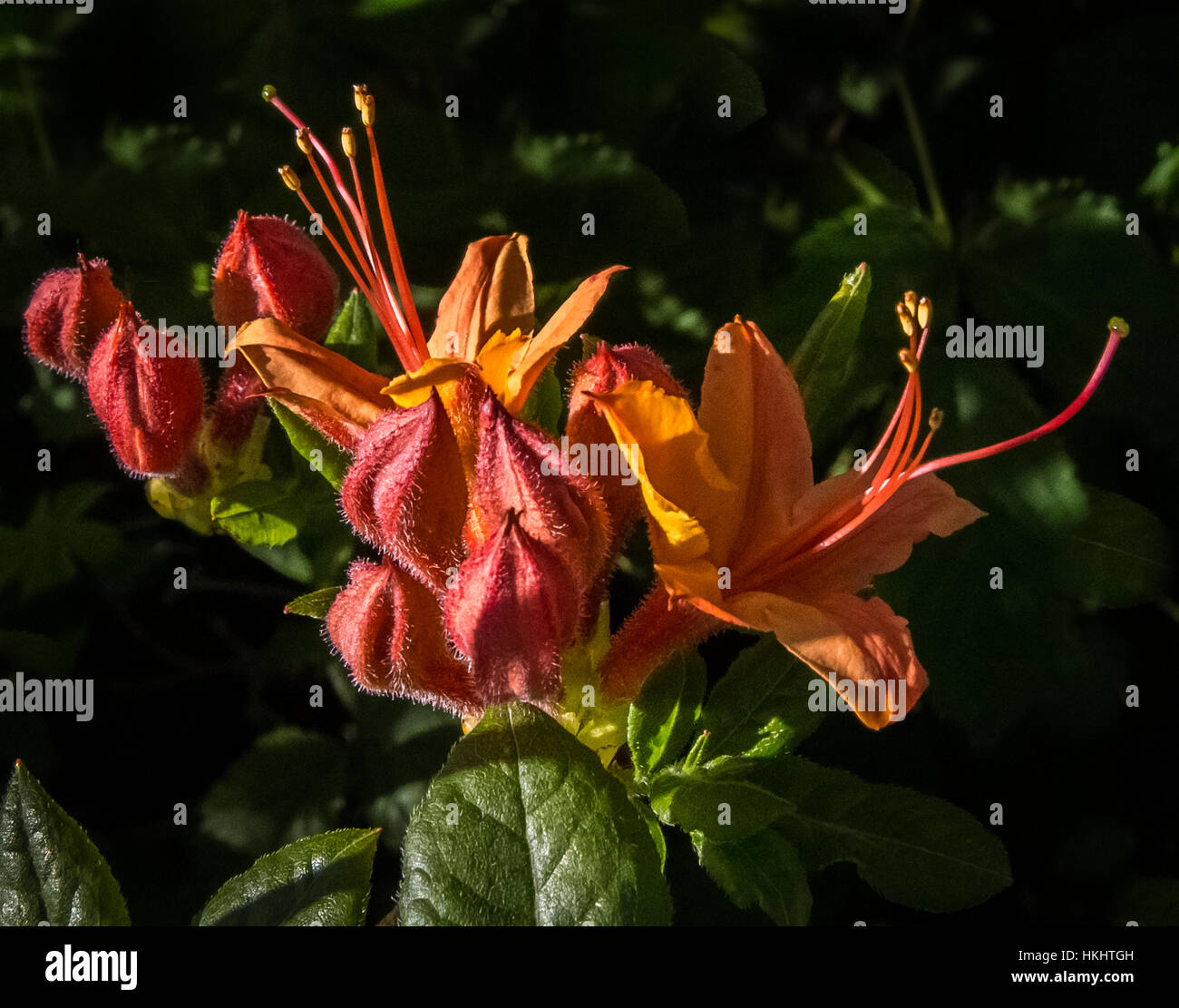 Appalachische azaleen -Fotos und -Bildmaterial in hoher Auflösung – Alamy