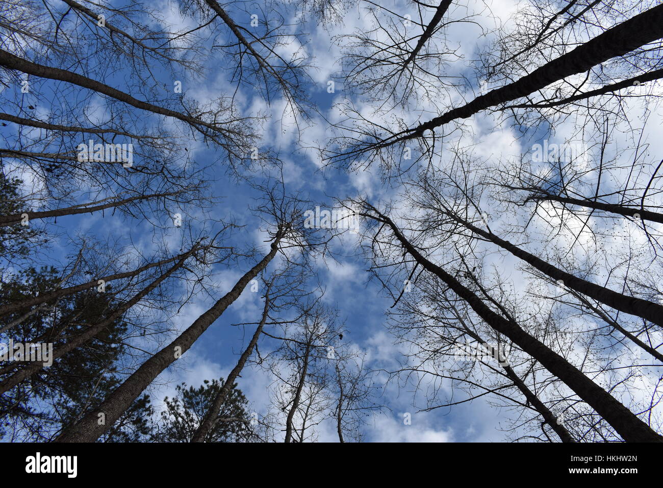 Tall Forest Trees Reach Sky Stockfotos und -bilder Kaufen - Alamy