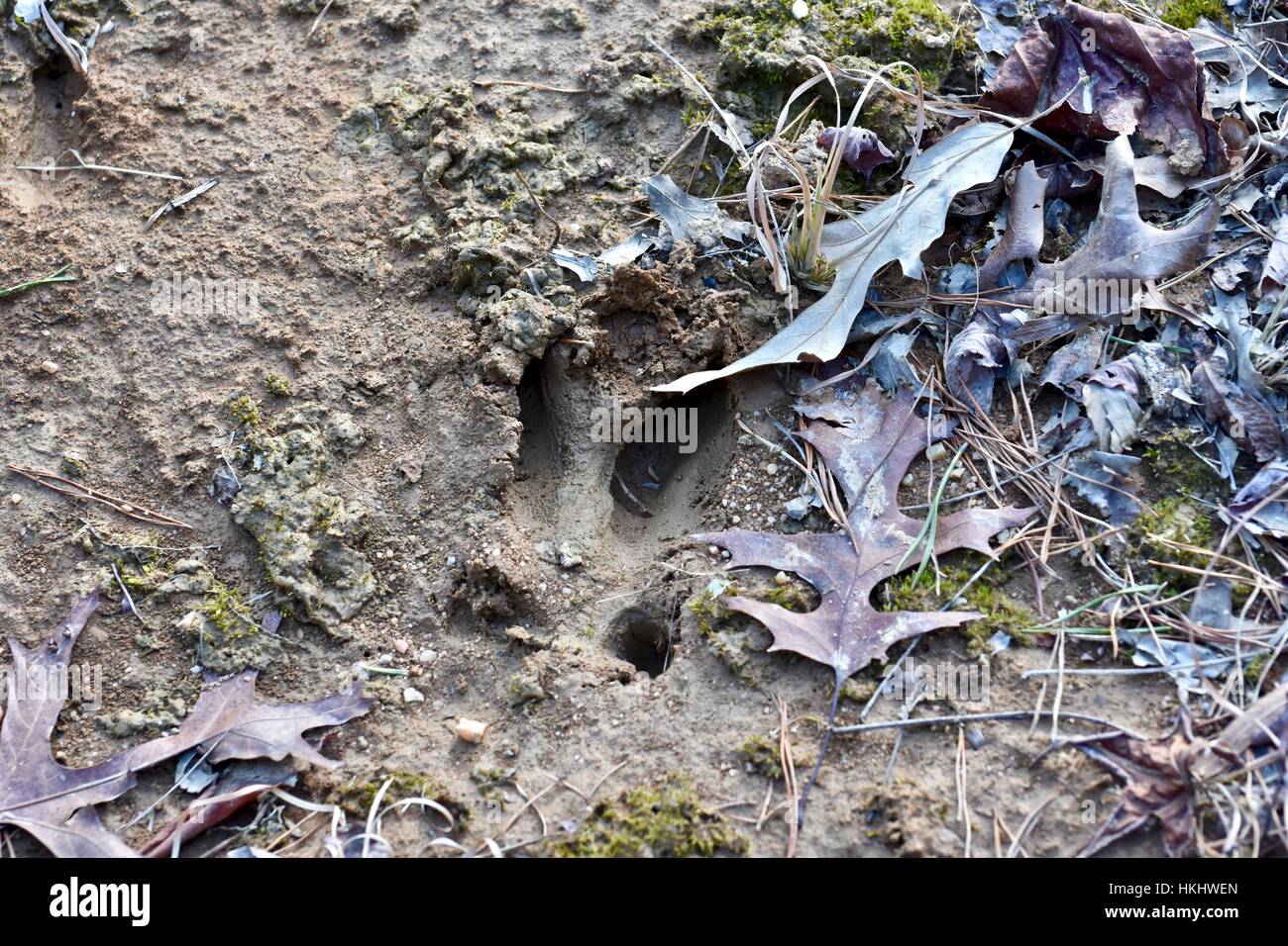 Spuren reh -Fotos und -Bildmaterial in hoher Auflösung – Alamy
