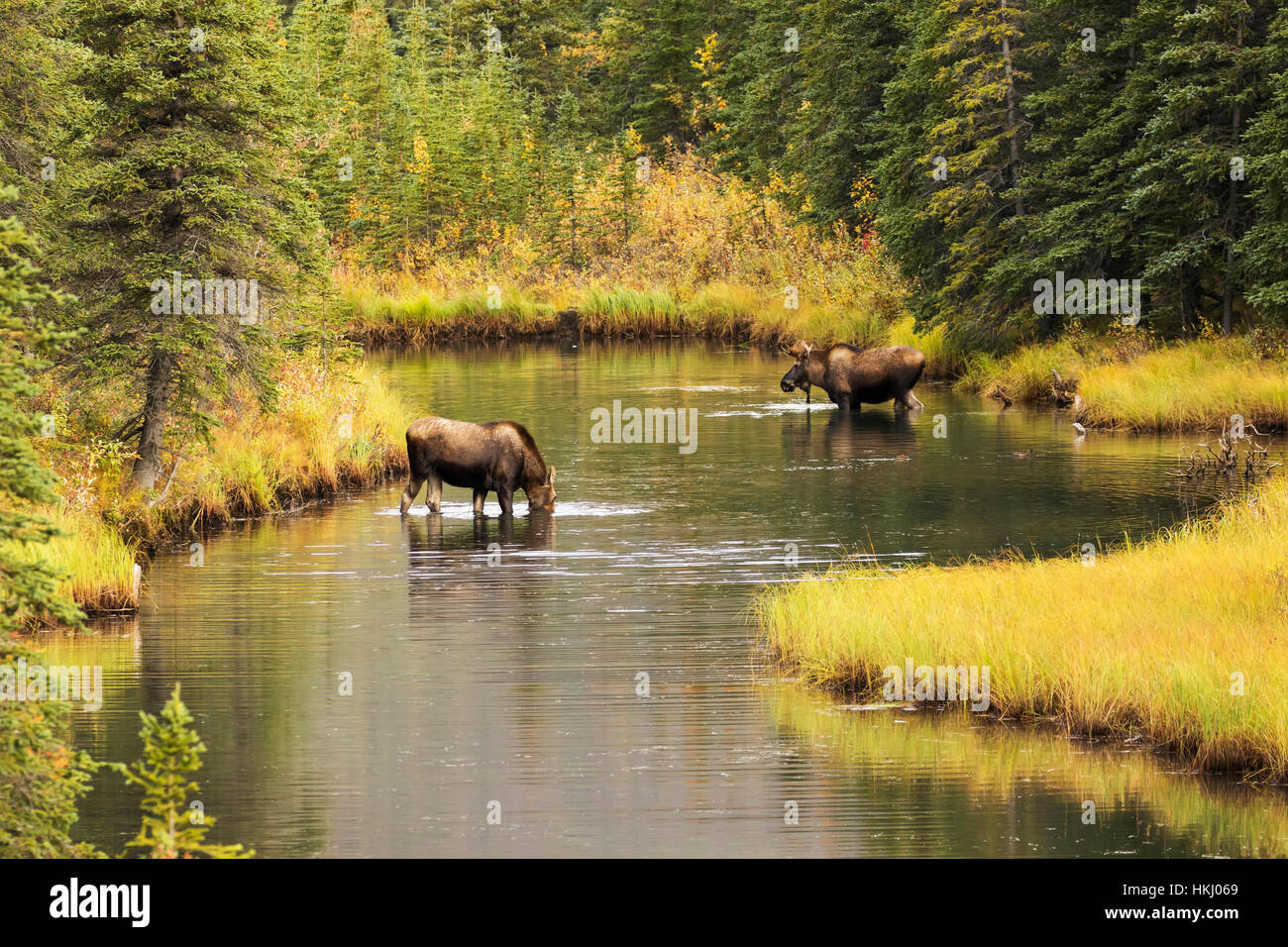 Elch lebensraum -Fotos und -Bildmaterial in hoher Auflösung – Alamy