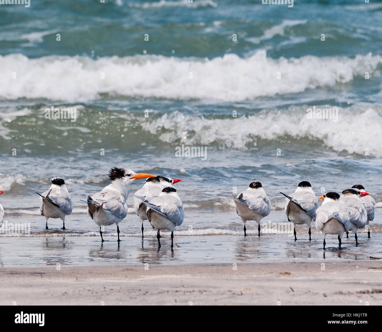 Seeschwalben am strand -Fotos und -Bildmaterial in hoher Auflösung – Alamy