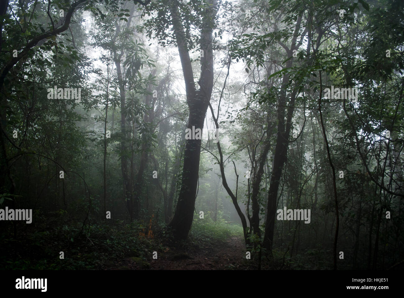 India western ghats forest -Fotos und -Bildmaterial in hoher Auflösung ...