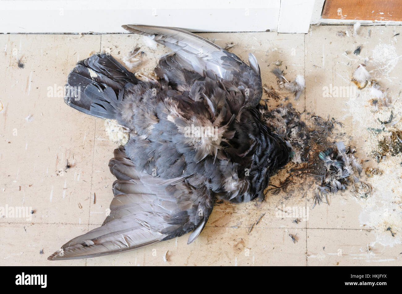 Dead bird lying ground -Fotos und -Bildmaterial in hoher Auflösung ...