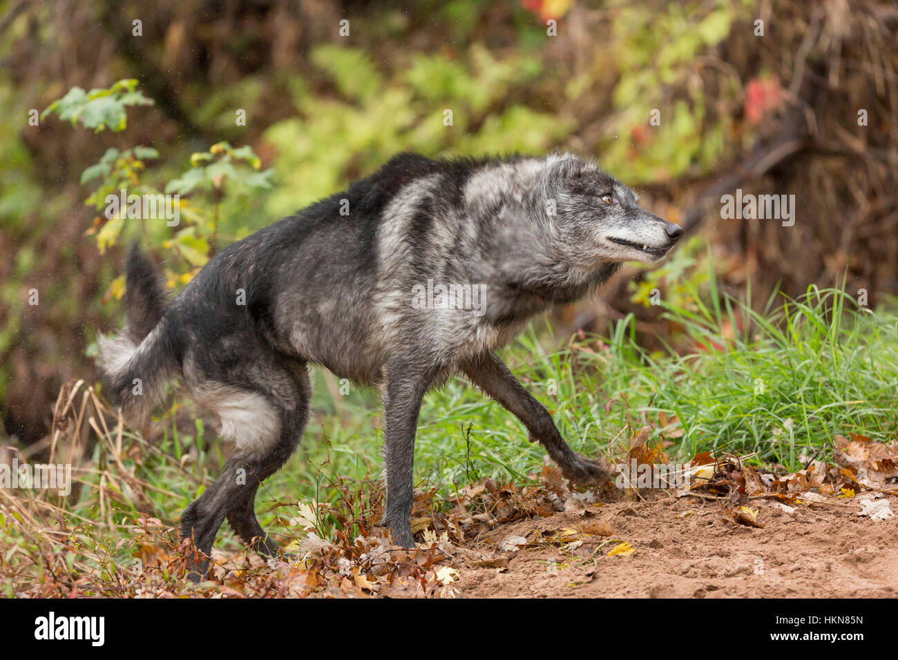 Nasser wolf -Fotos und -Bildmaterial in hoher Auflösung – Alamy
