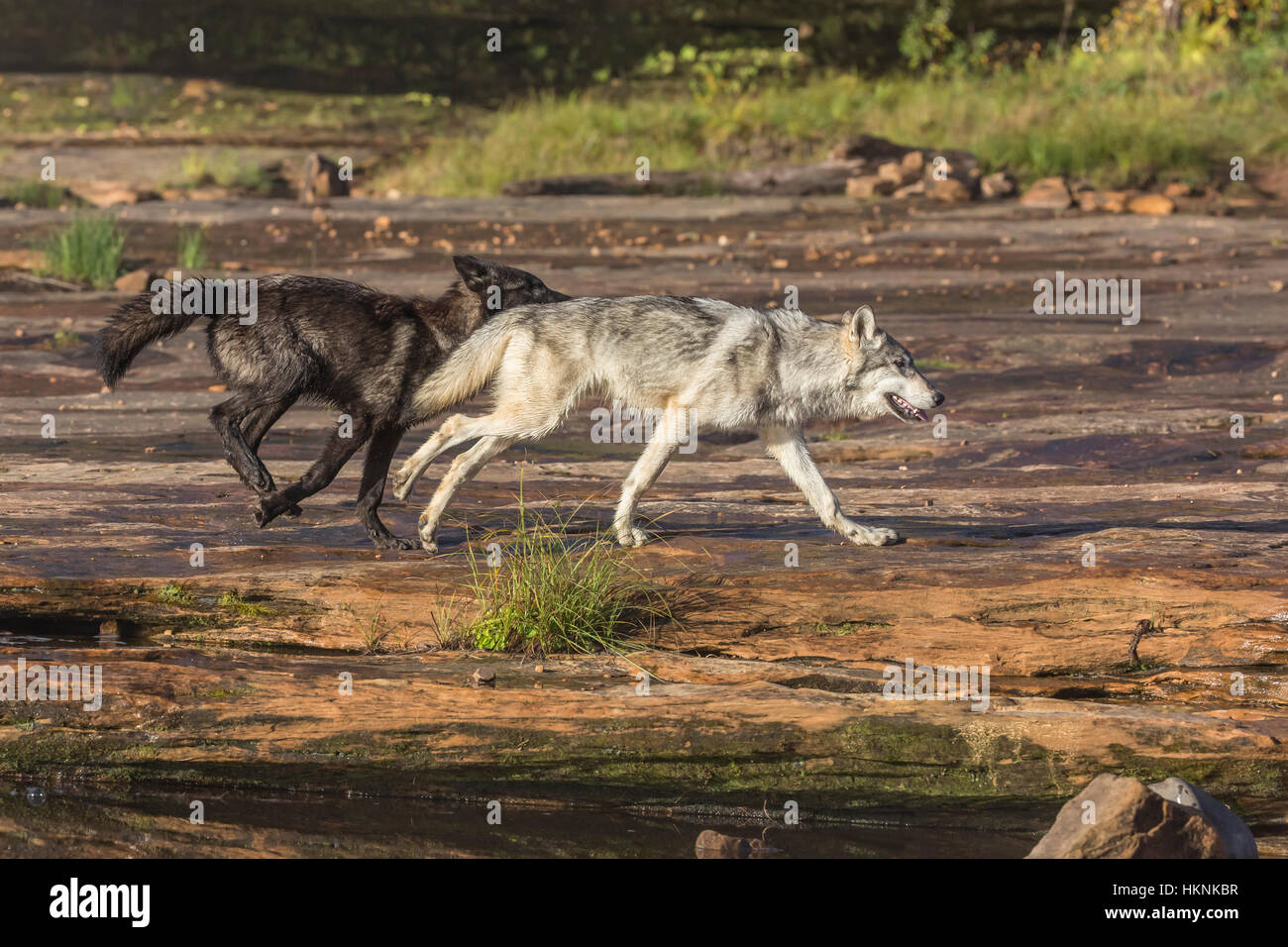 Nordamerikanischer grauer wolf -Fotos und -Bildmaterial in hoher ...