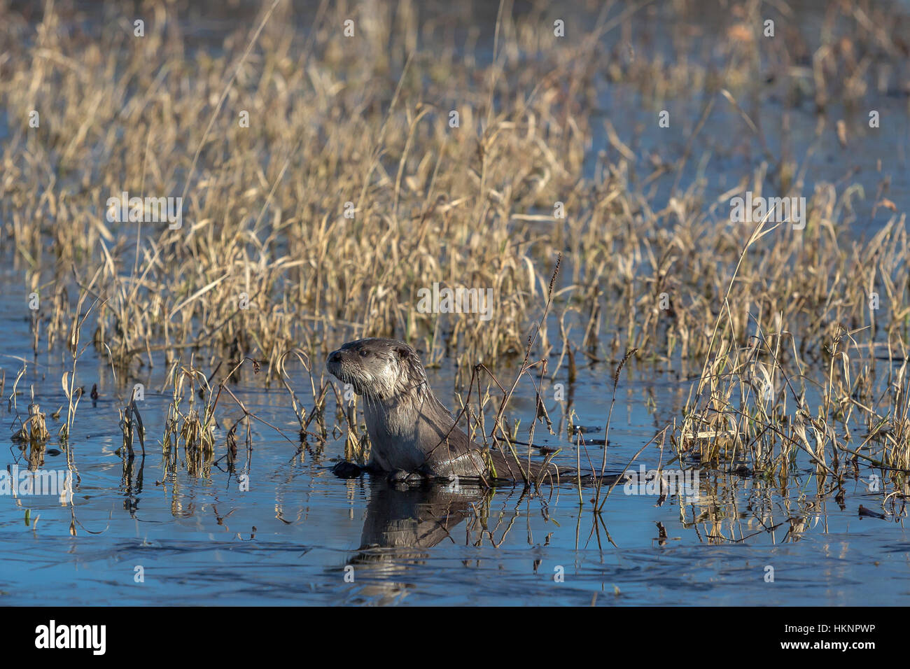 Northern river otter -Fotos und -Bildmaterial in hoher Auflösung – Alamy