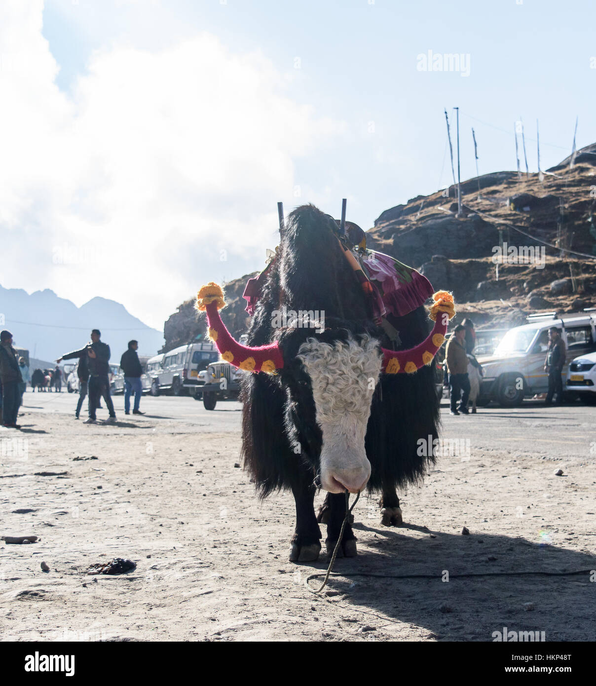 Yak decorativo -Fotos und -Bildmaterial in hoher Auflösung – Alamy