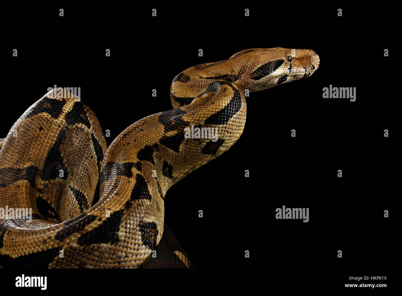 Boa constrictor constrictor -Fotos und -Bildmaterial in hoher Auflösung ...