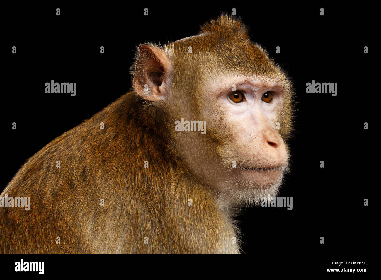 Crab macaque -Fotos und -Bildmaterial in hoher Auflösung – Alamy