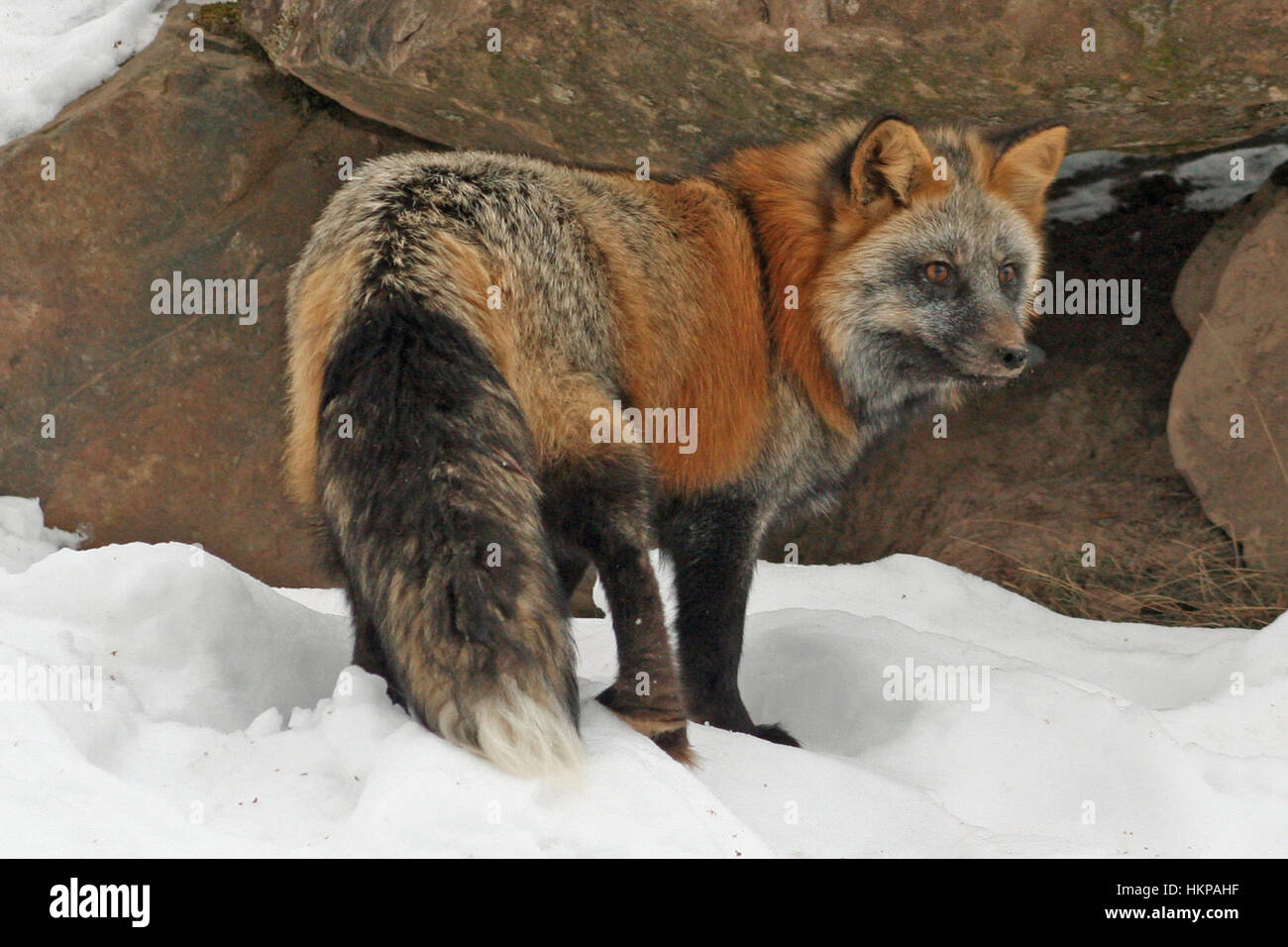 Kreuzfuchs mit -Fotos und -Bildmaterial in hoher Auflösung – Alamy