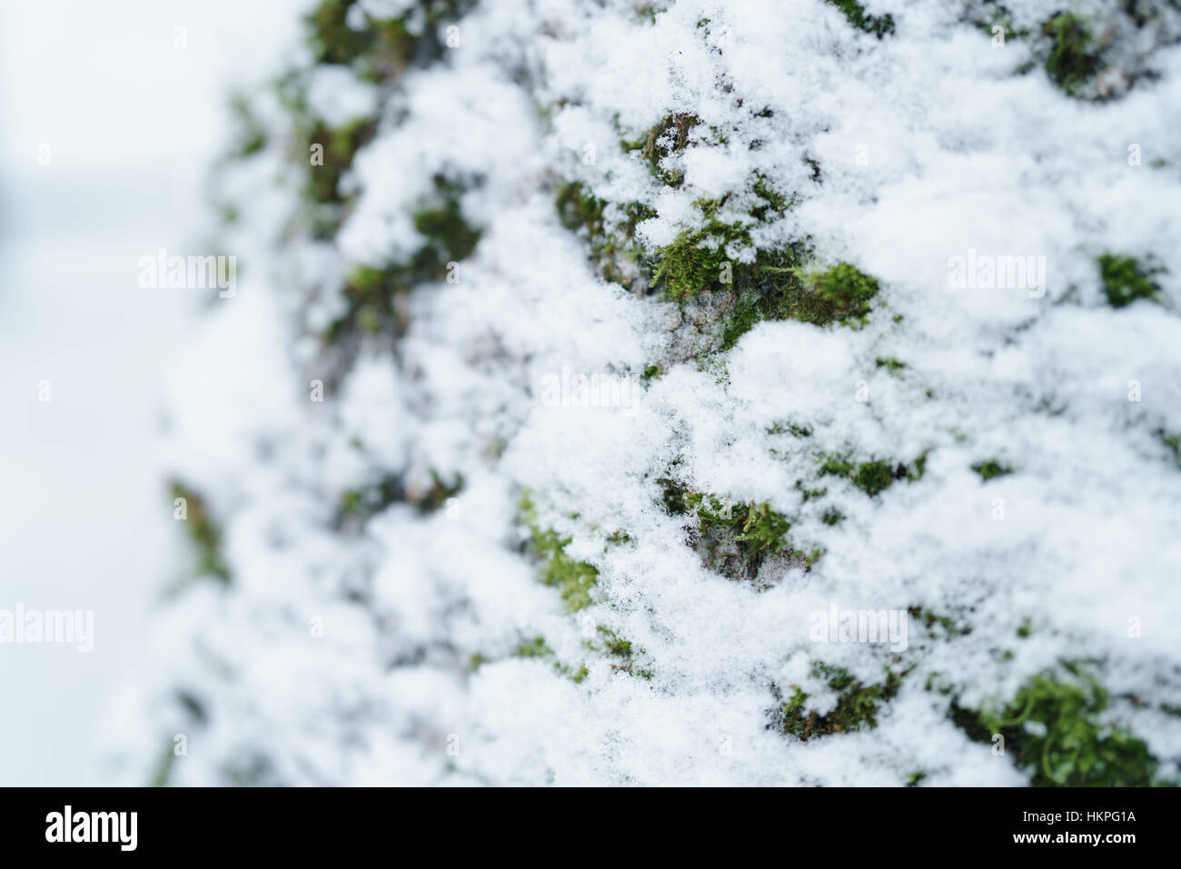 Gefallener eschenbaum nah oben -Fotos und -Bildmaterial in hoher ...