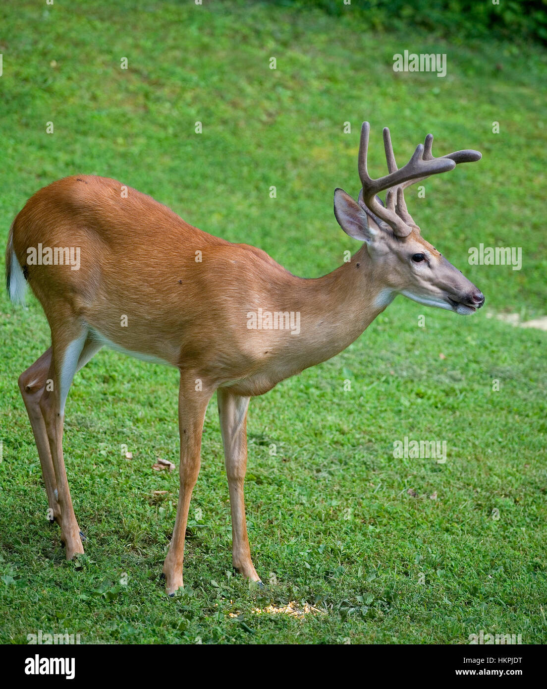 Hirsch mit Geweih aus Samt, die in der Nähe von einem Haufen von Mais ...