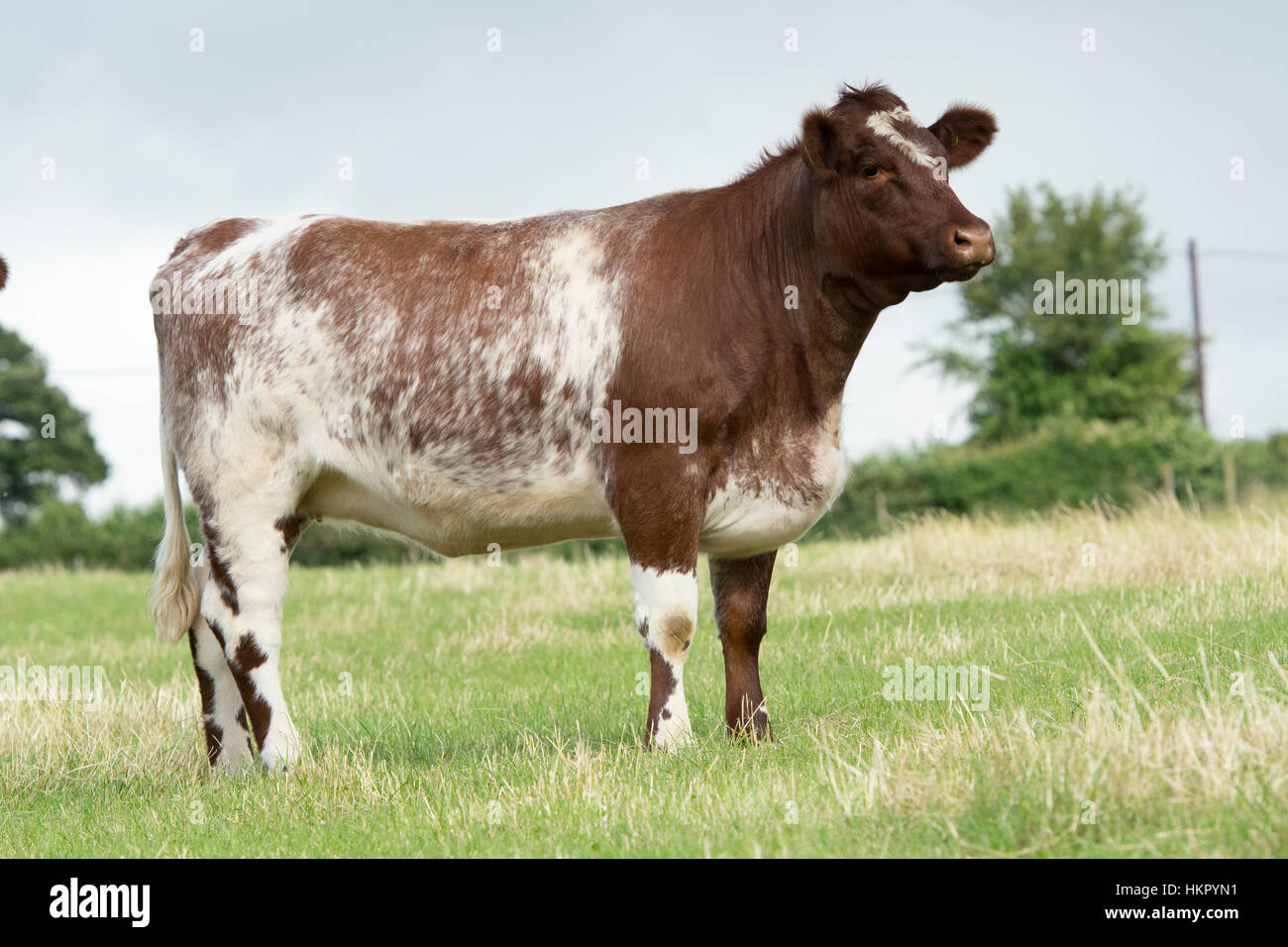 Shorthorn beef cattle -Fotos und -Bildmaterial in hoher Auflösung – Alamy