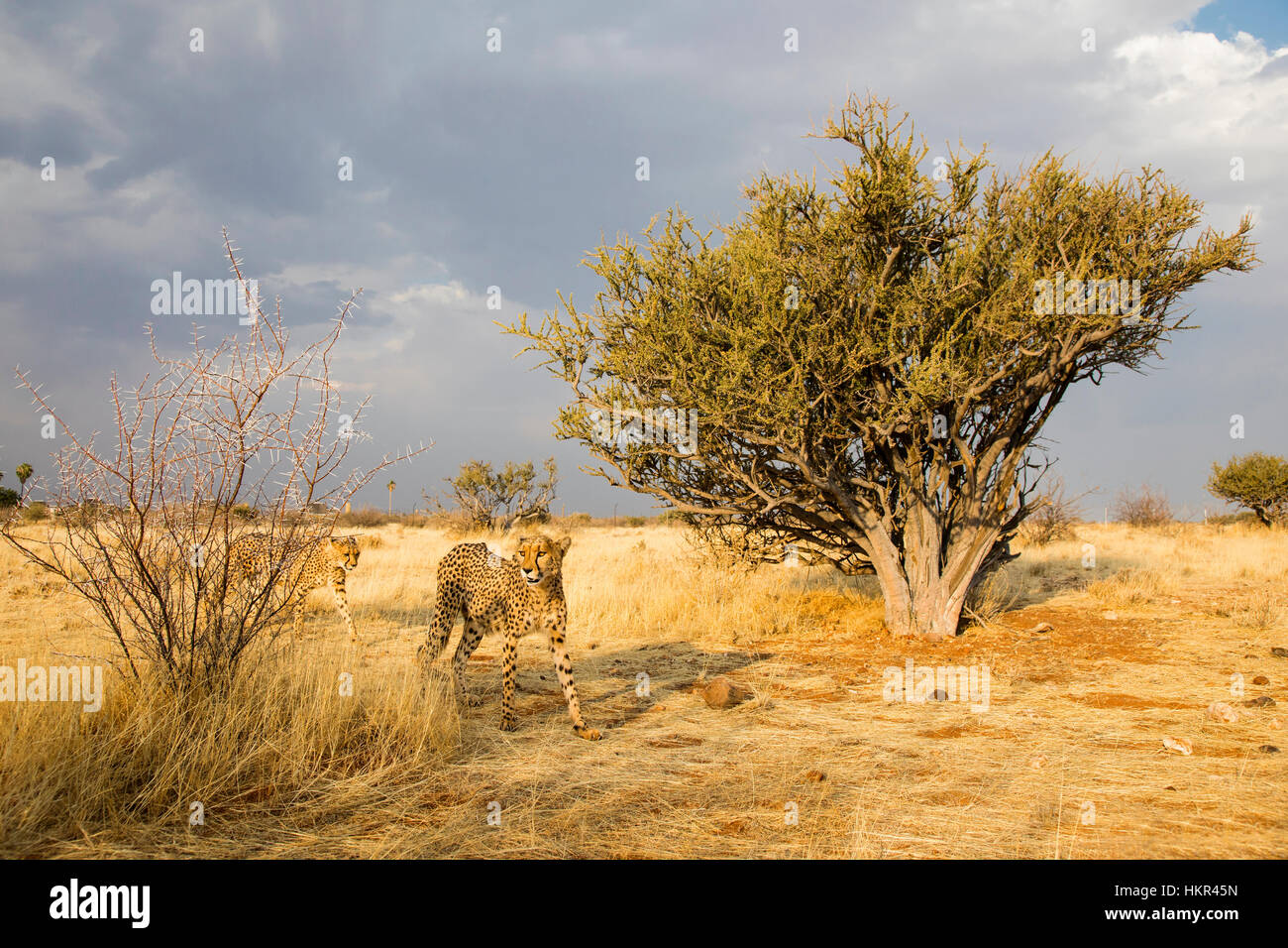 Bilder gepard -Fotos und -Bildmaterial in hoher Auflösung – Alamy