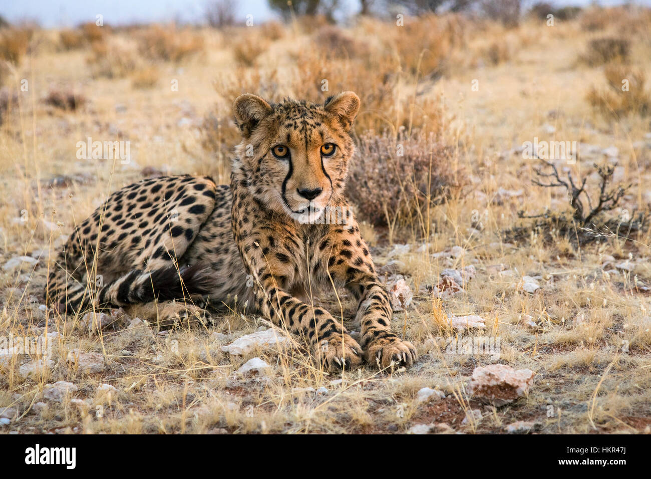 Bilder gepard -Fotos und -Bildmaterial in hoher Auflösung – Alamy
