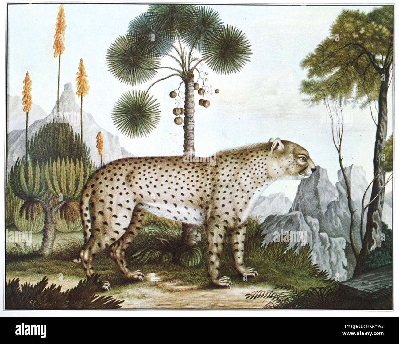 Gepard drawing -Fotos und -Bildmaterial in hoher Auflösung – Alamy