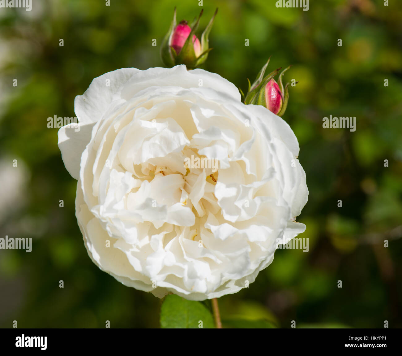 Weiße Rose in voller Blüte. David Austin "Winchester Cathedral ...
