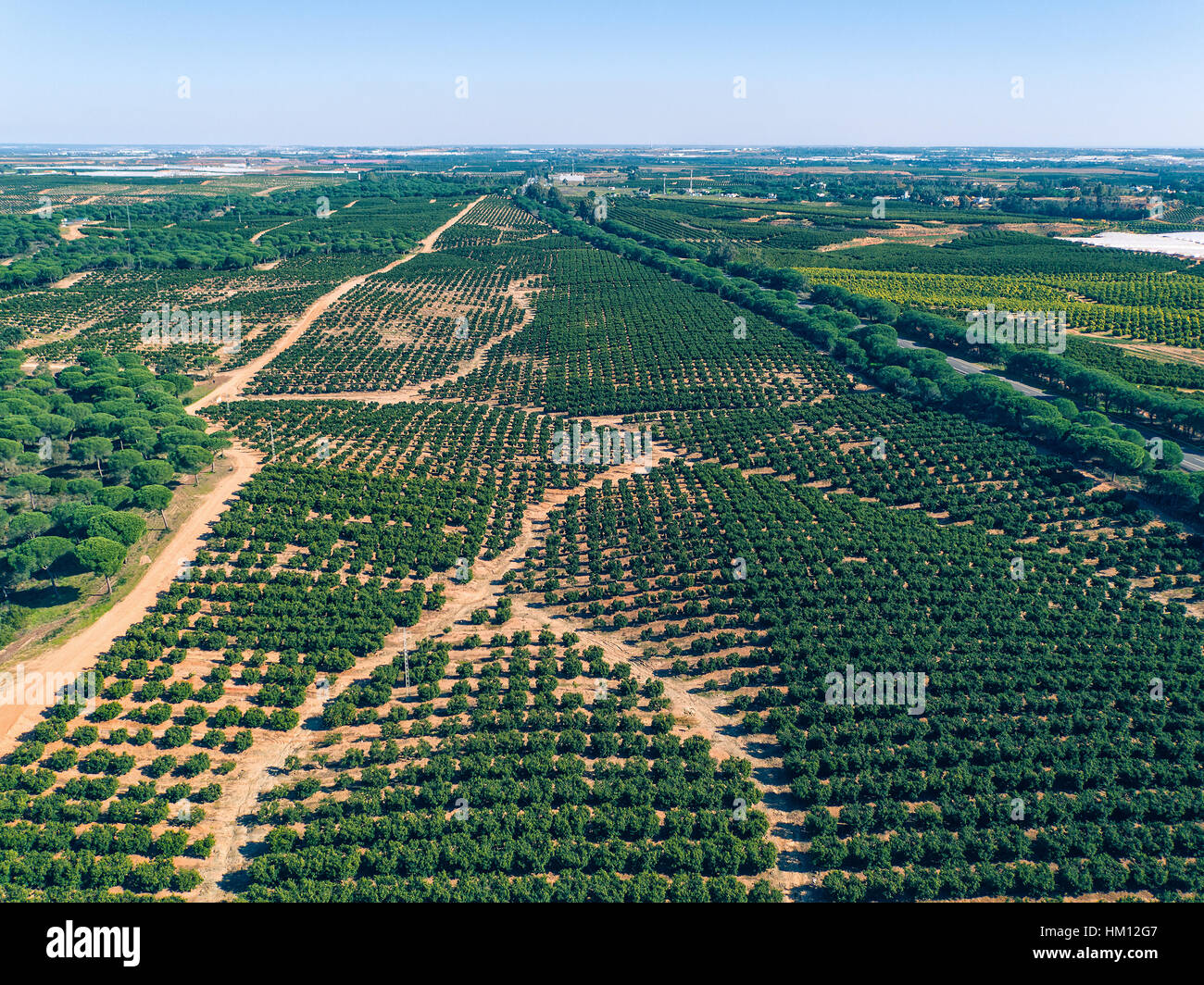 Luftbild Orangenbäumen Plantage, Spanien Stockfotografie - Alamy