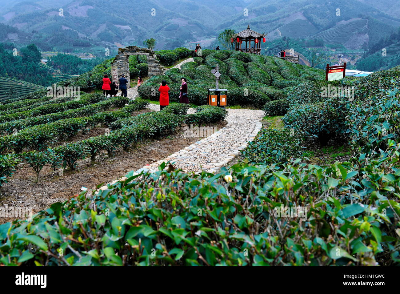 Tea plantation in fujian province -Fotos und -Bildmaterial in hoher ...