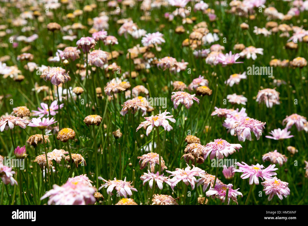 Margerite argyranthemum sp -Fotos und -Bildmaterial in hoher Auflösung ...