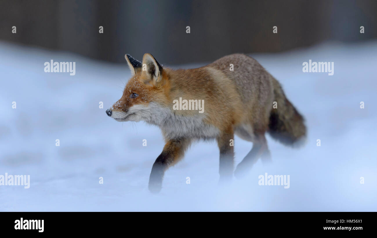 Rennender fuchs -Fotos und -Bildmaterial in hoher Auflösung – Alamy
