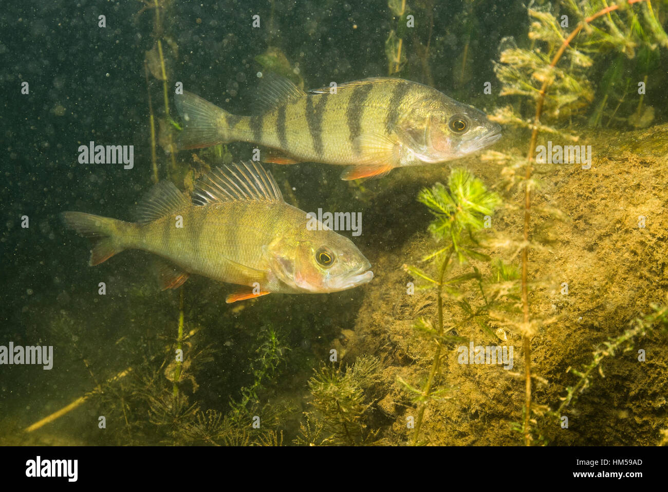 The old danube vienna -Fotos und -Bildmaterial in hoher Auflösung – Alamy