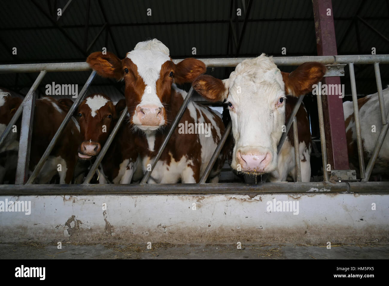 Melkerin beim melken -Fotos und -Bildmaterial in hoher Auflösung – Alamy