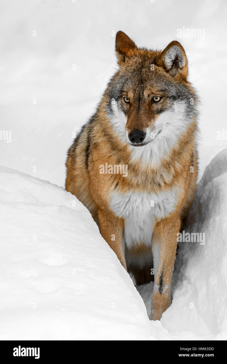Einsamer grauer Wolf / grey (Canis Lupus) Wolfsjagd im Tiefschnee im ...
