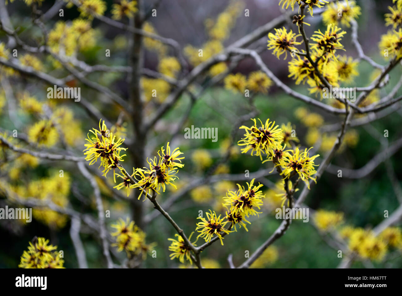 Chinesische hamamelis Stockfotos und -bilder Kaufen - Alamy