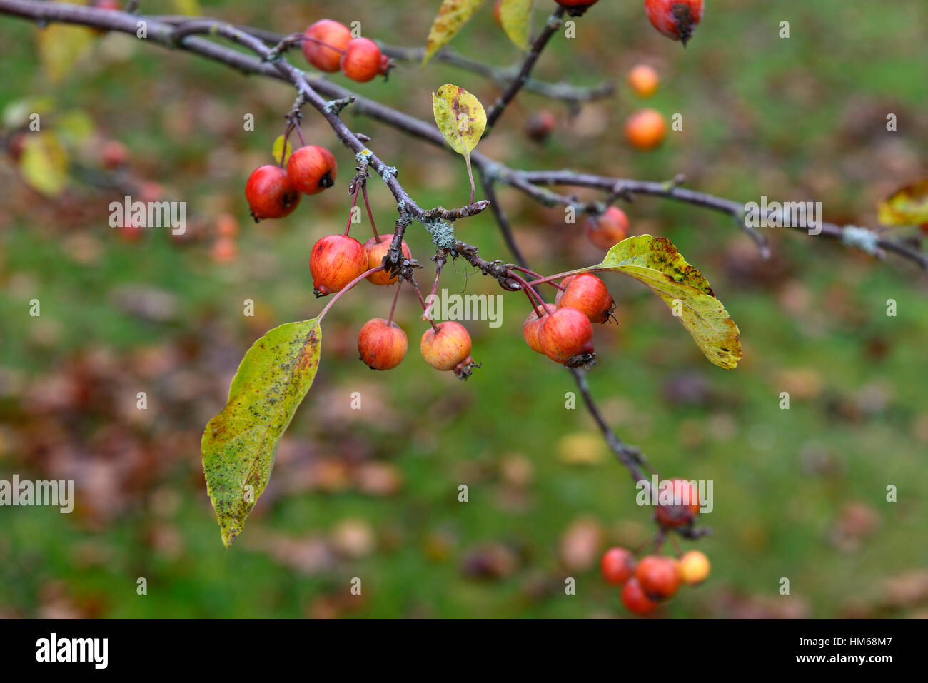 Malus Evereste rote Holzäpfel Krabben Obst Obst Apfel sauer Winter ...