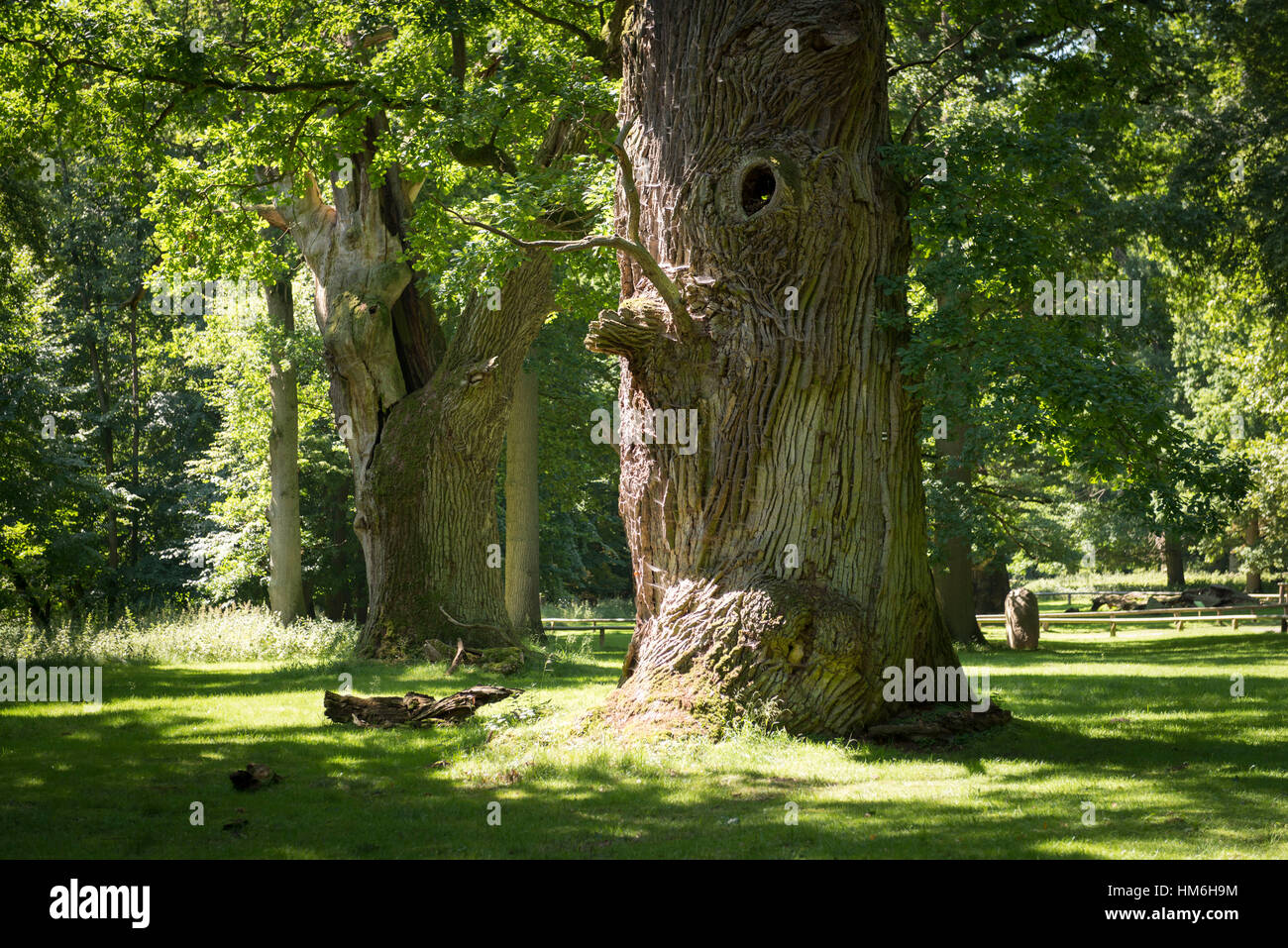 Deutschland, Mecklenburg-Vorpommern, "Ivenacker Eichen", Zoo, Bezirk ...