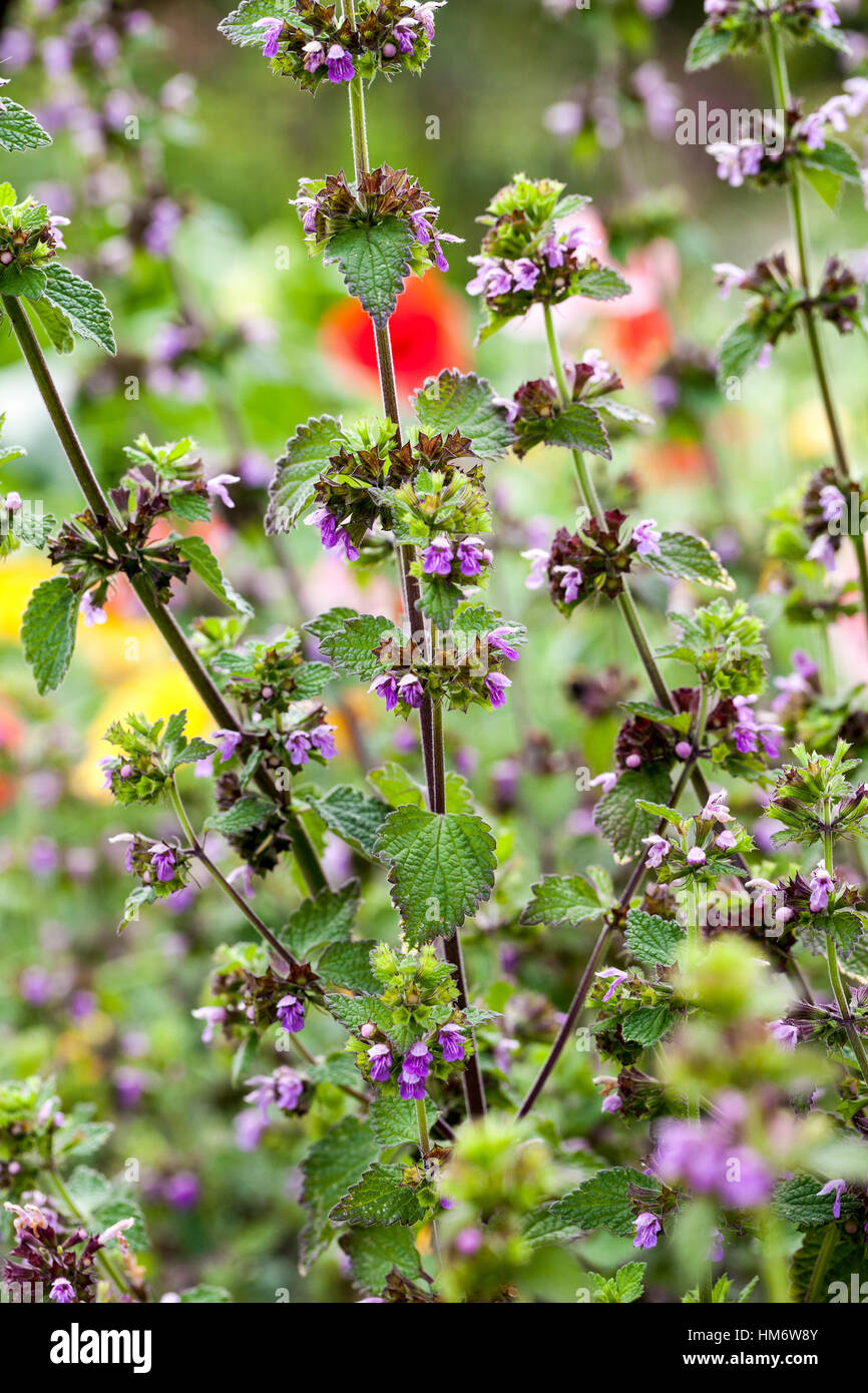 Ballota nigra -Fotos und -Bildmaterial in hoher Auflösung – Alamy