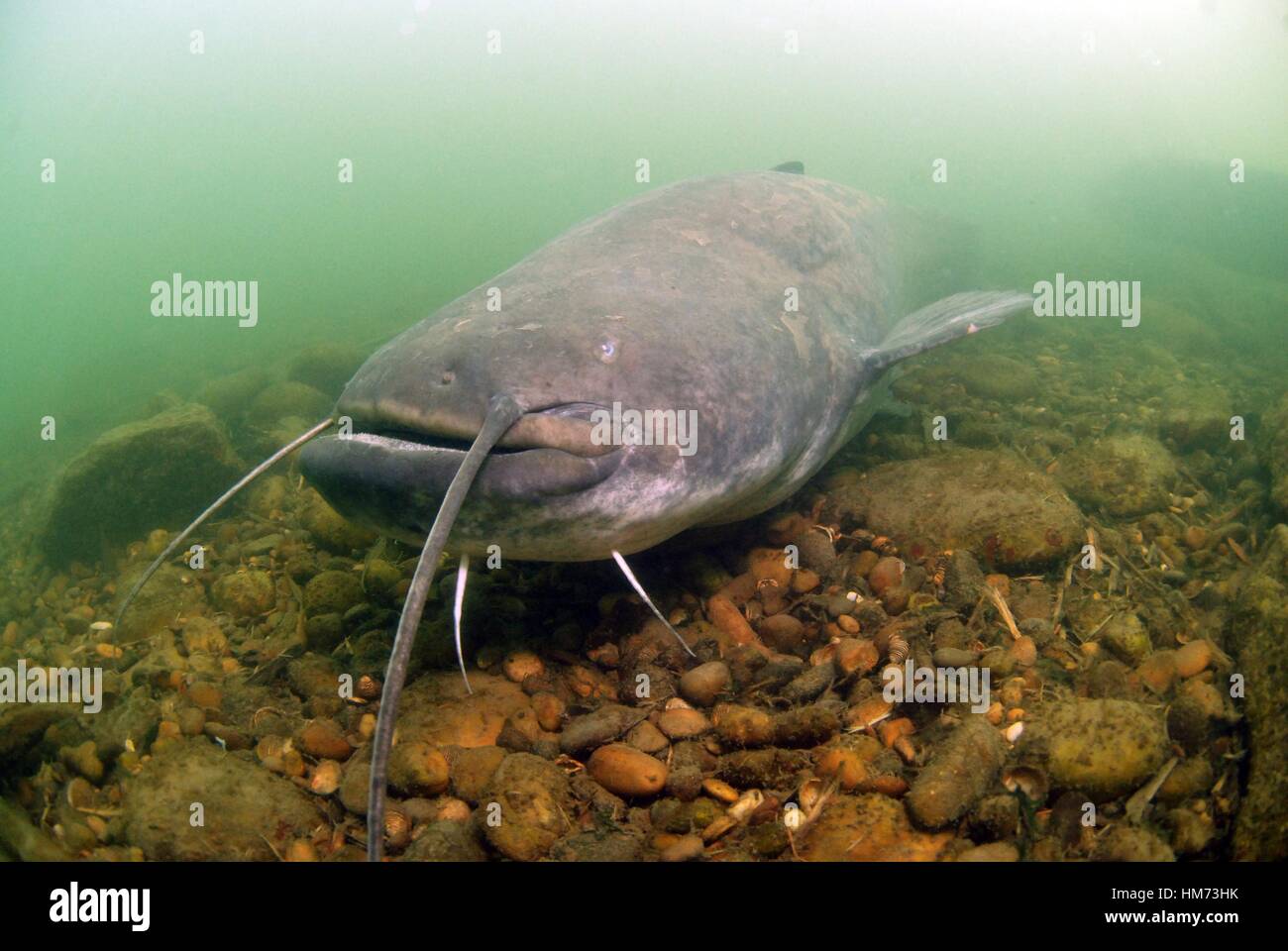 Frankreich wels -Fotos und -Bildmaterial in hoher Auflösung – Alamy