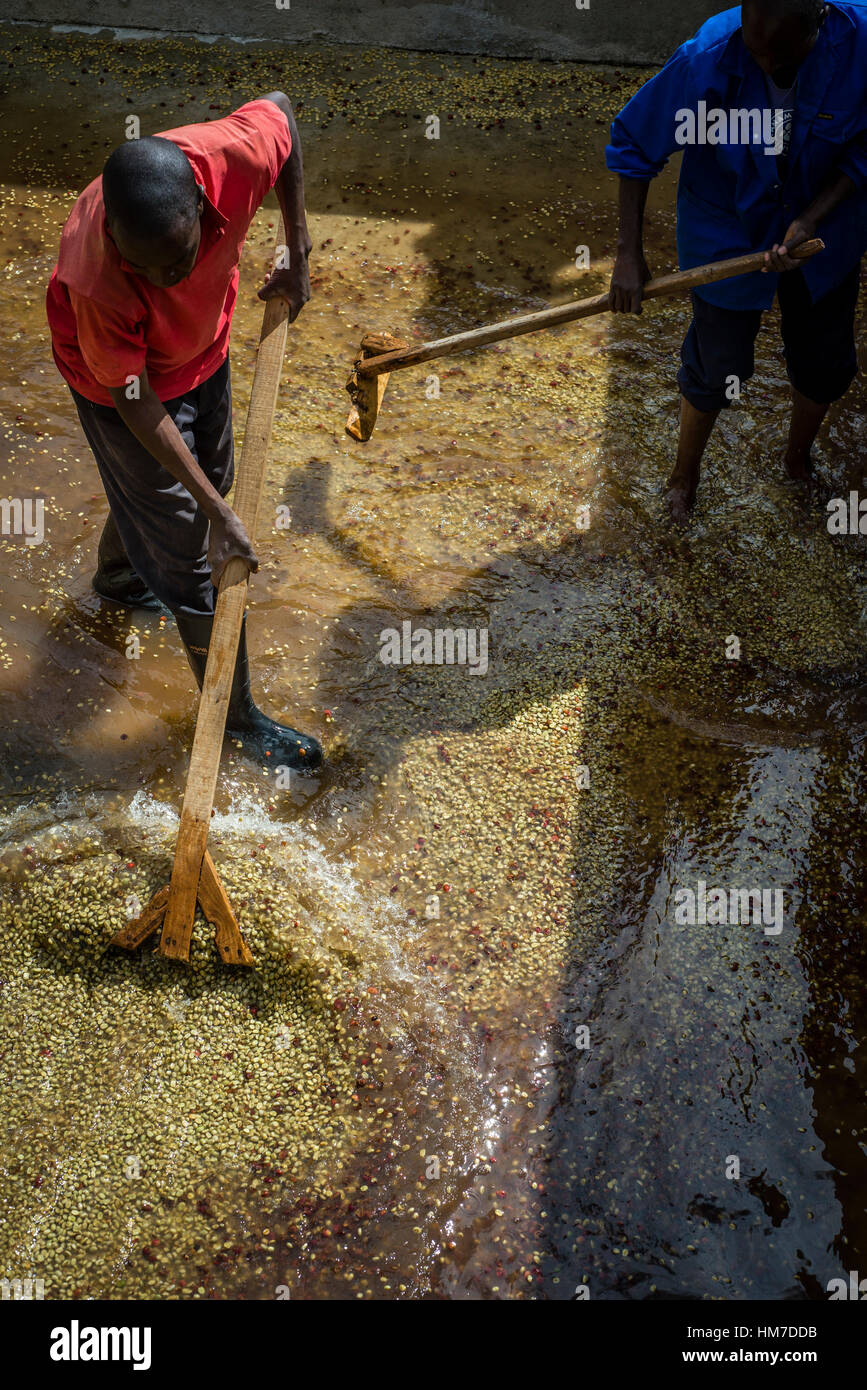 Kaffeebohnen harken -Fotos und -Bildmaterial in hoher Auflösung – Alamy