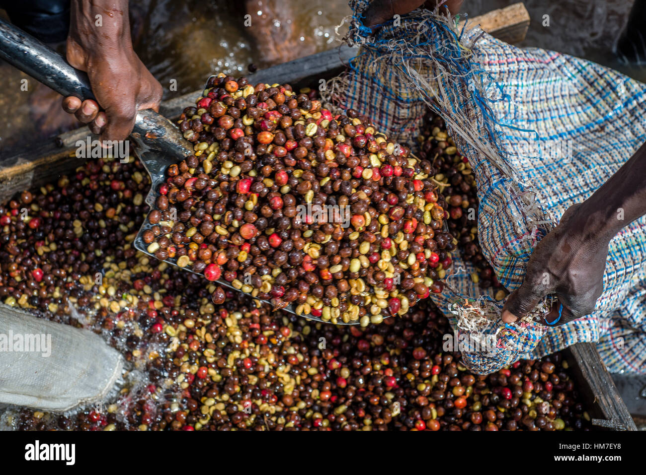 Kaffeebohnen harken -Fotos und -Bildmaterial in hoher Auflösung – Alamy