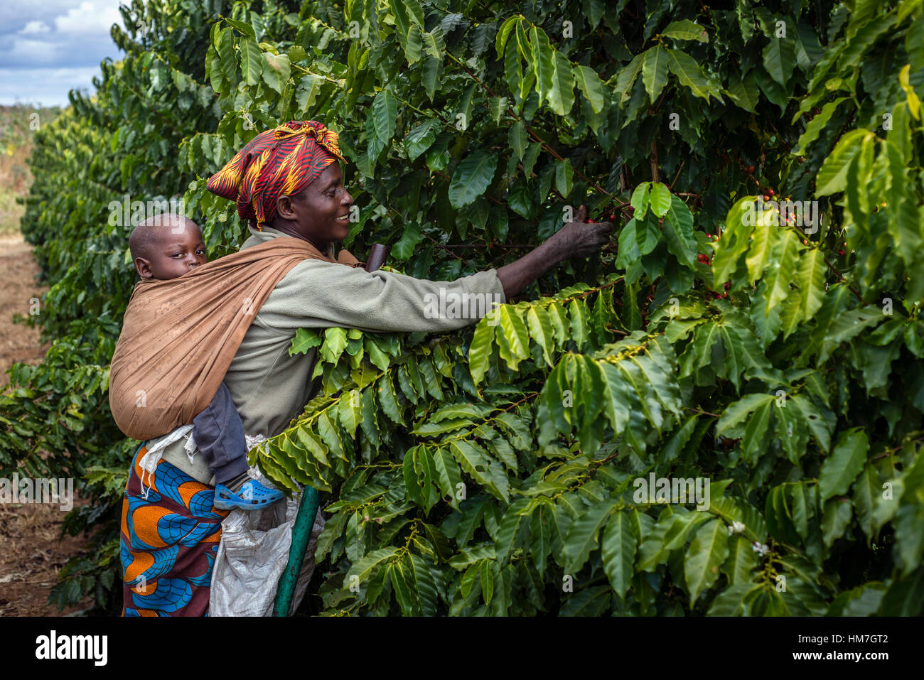 Eine Frau nimmt reife Kirschen Kaffee auf der Plantage von Mubuyu Farm ...