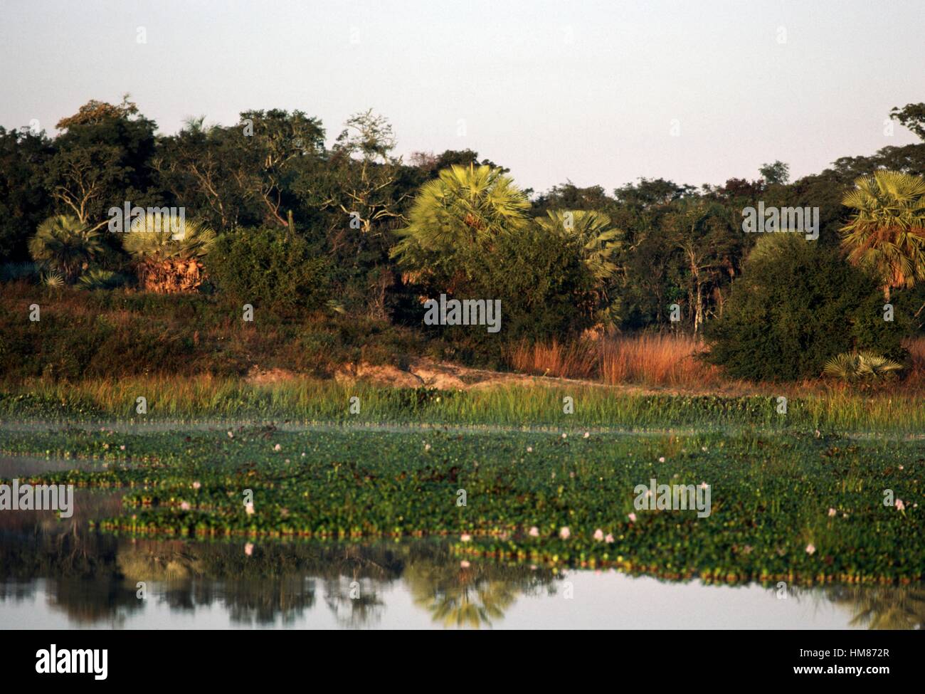 Schinopsis balansae -Fotos und -Bildmaterial in hoher Auflösung – Alamy